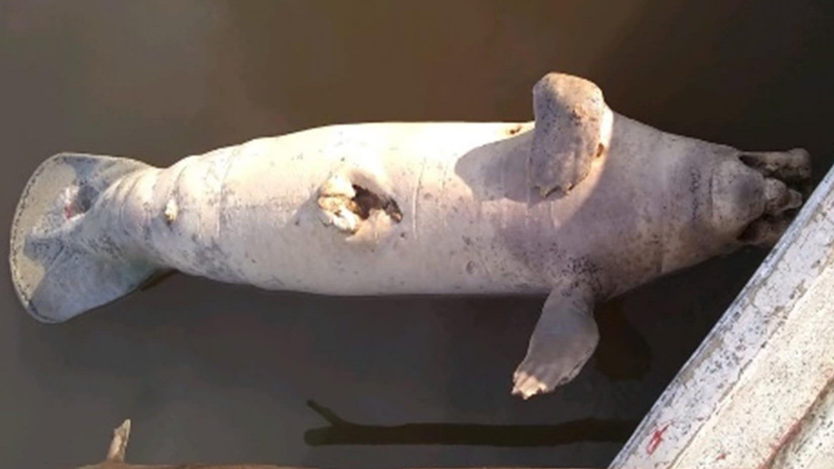 Manatí Antillano muere en el Corregimiento El Llanito!